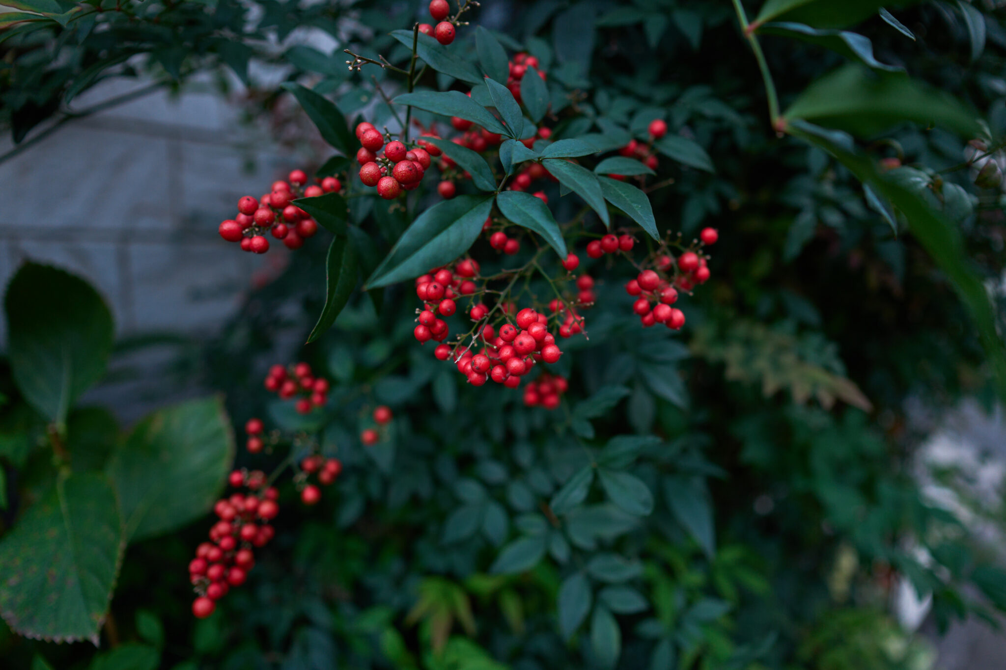 Two New Sigma Prime Lenses! - Bergen County Camera Blog